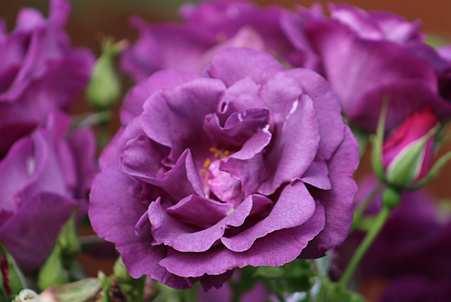 Blomma Reste Sig Bloom - Gratis foto på Pixabay - Pixabay