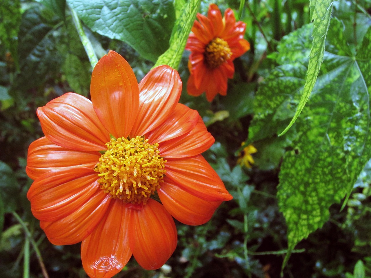 Girasol Mexicano Flor Roja - Foto gratis en Pixabay