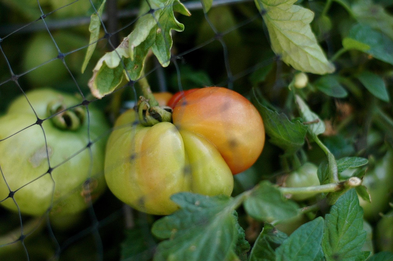Tomatoes Vegetables Organic - Free photo on Pixabay - Pixabay