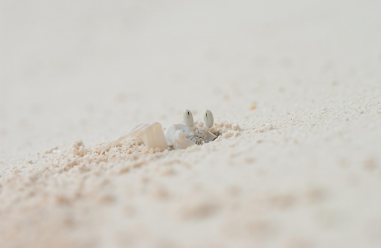 Bernard-L'Ermite Coquille Plage - Photo gratuite sur Pixabay - Pixabay