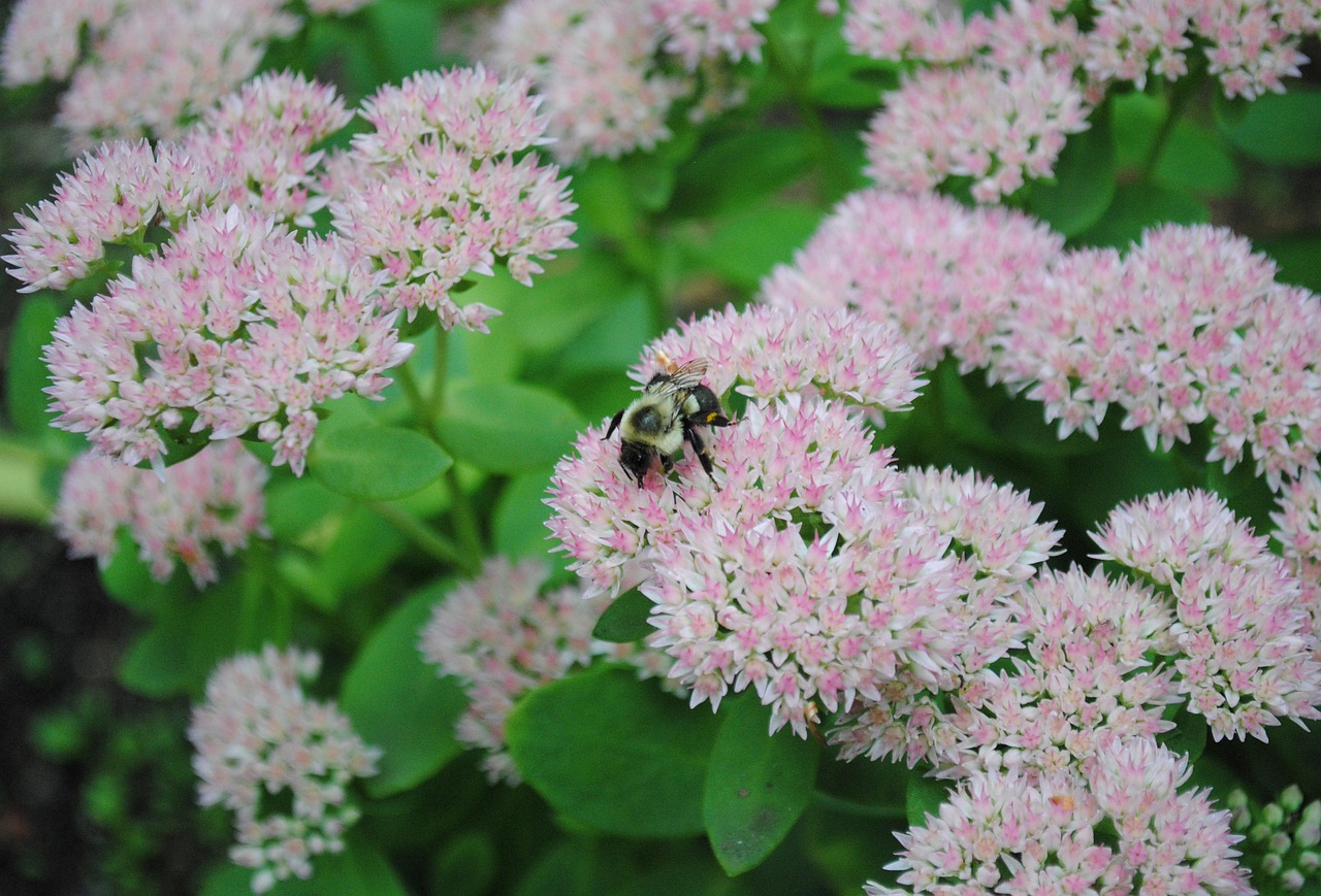 Bee Pollination Garden Free Photo On Pixabay Pixabay