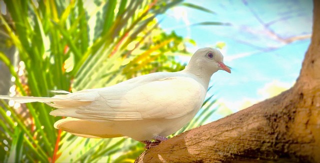 Pomba Pássaro Natureza - Foto gratuita no Pixabay - Pixabay