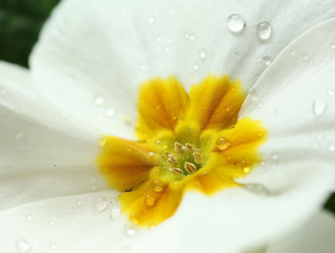 Bunga Tanaman Benang Sari - Foto gratis di Pixabay - Pixabay