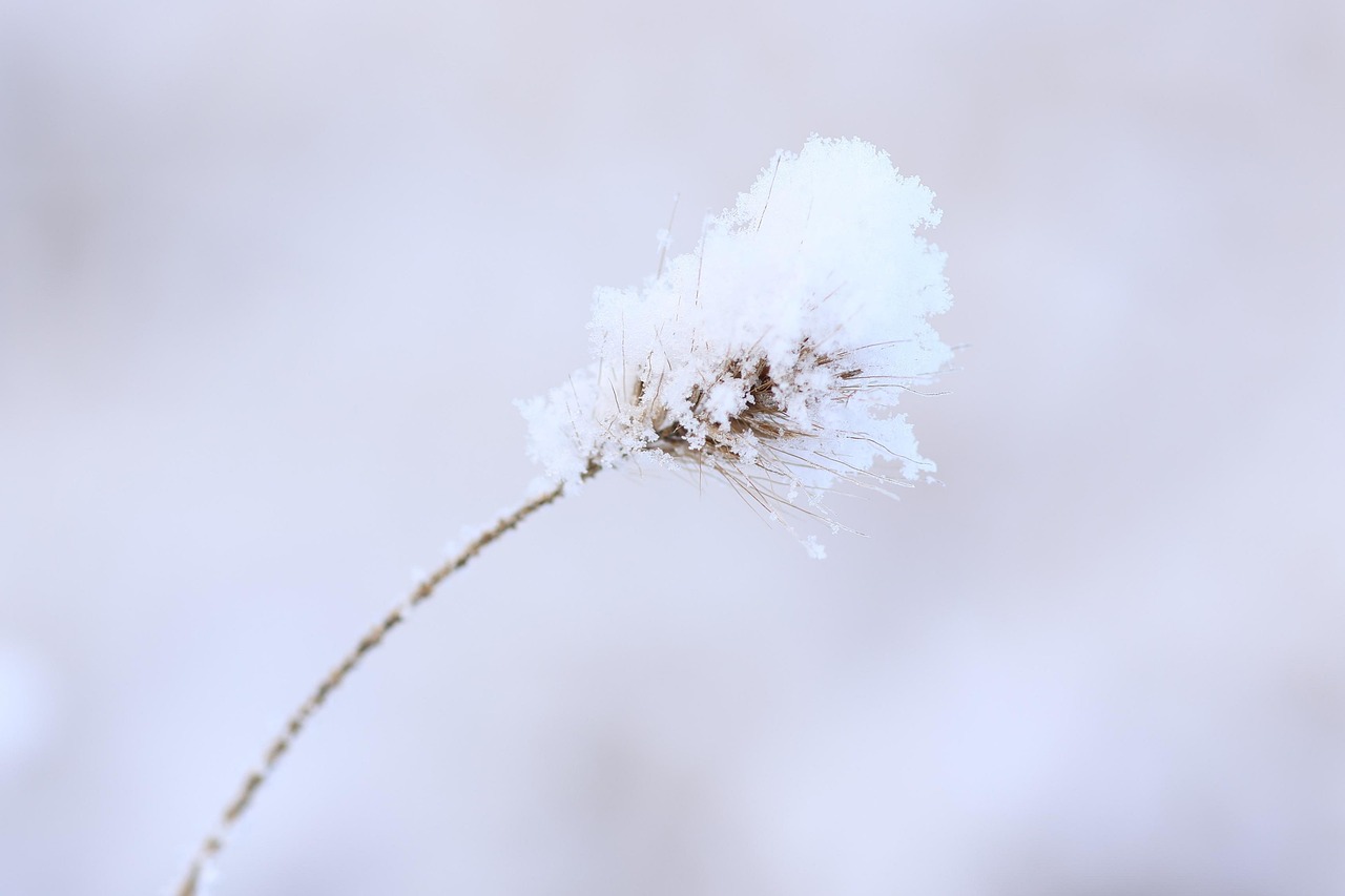 Snow Winter Nature - Free photo on Pixabay - Pixabay