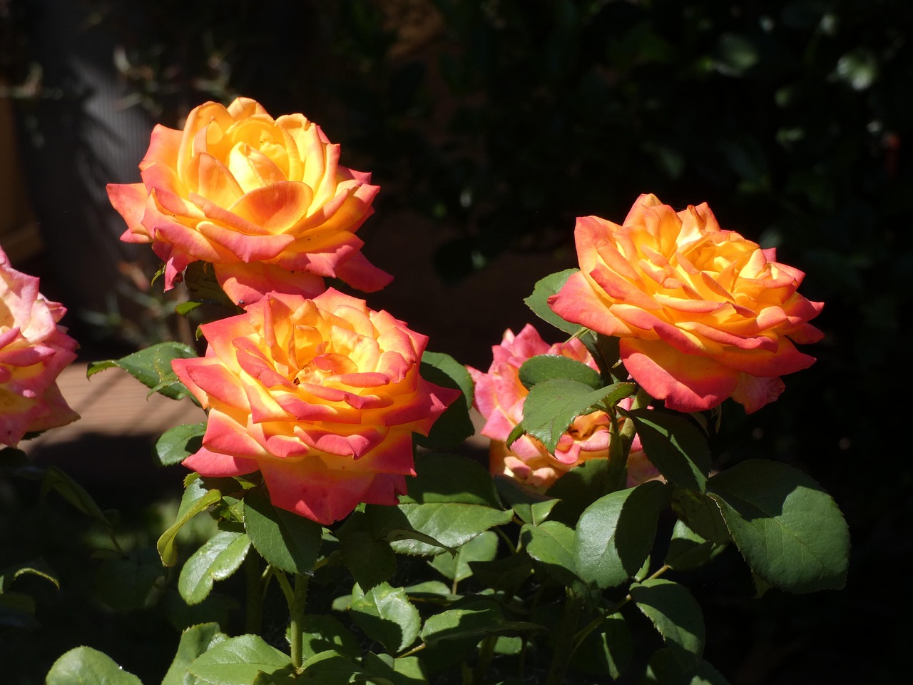 Roses Orange Des Fleurs - Photo gratuite sur Pixabay