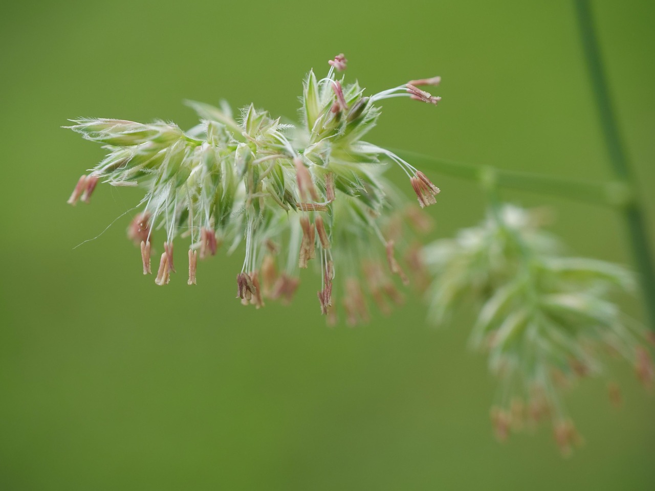 Grass Inflorescence Orchard - Free photo on Pixabay - Pixabay