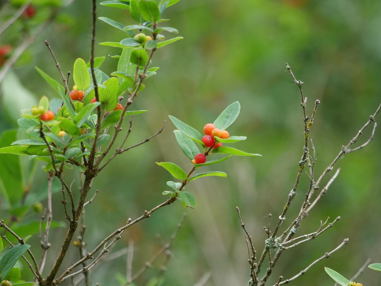 Chèvrefeuille Lonicera Baies - Photo gratuite sur Pixabay - Pixabay