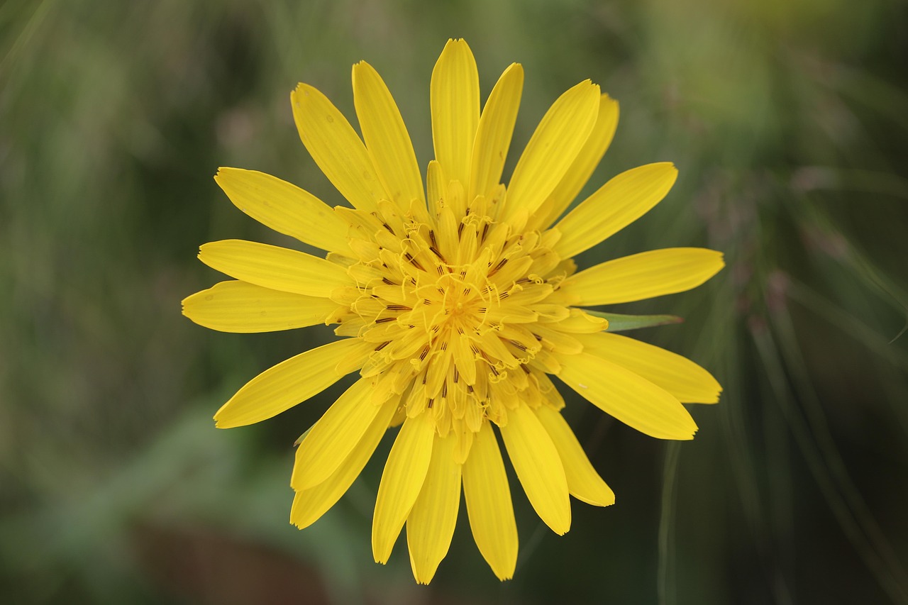 Common Meadow Buckbean - Free photo on Pixabay - Pixabay