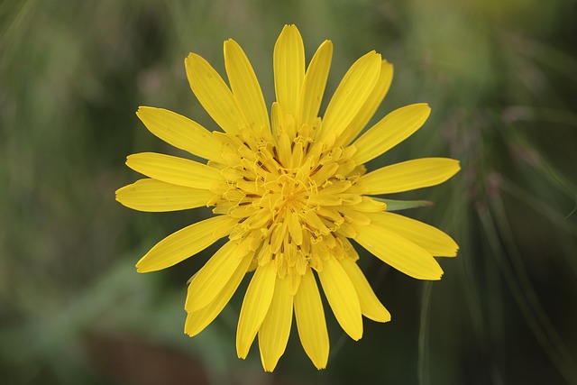 Common Meadow Buckbean - Free photo on Pixabay - Pixabay