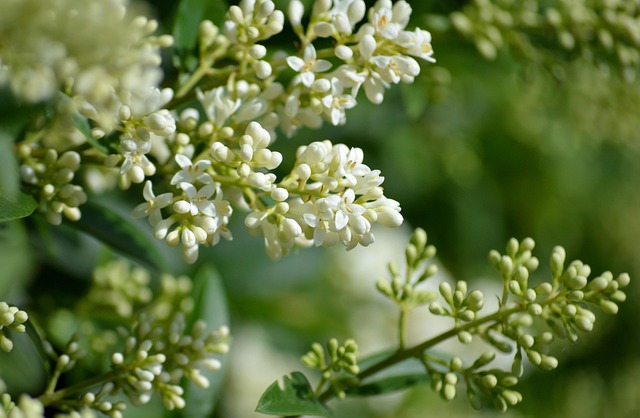 Troène Commun Fleur Plantes - Photo gratuite sur Pixabay - Pixabay