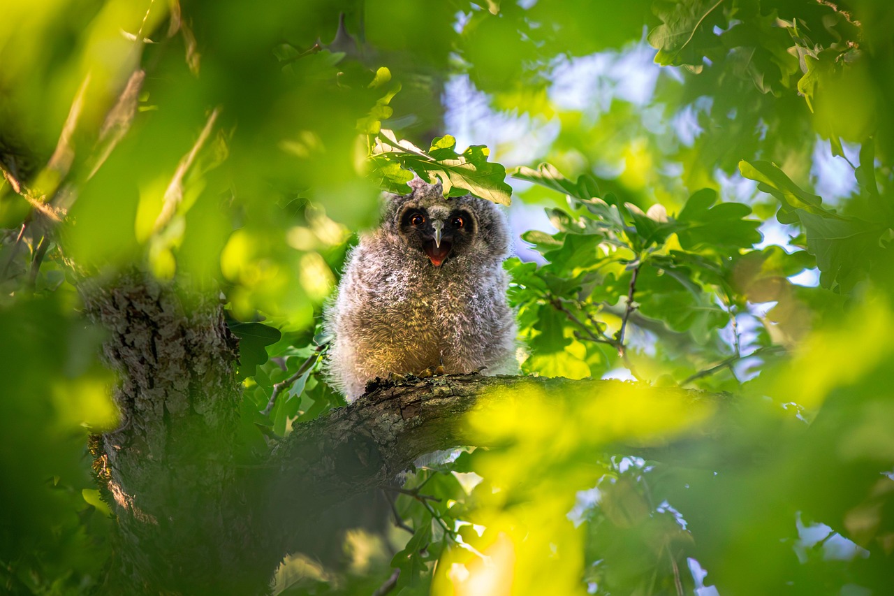 Long-Eared Owl Alertness Animal - Free photo on Pixabay - Pixabay