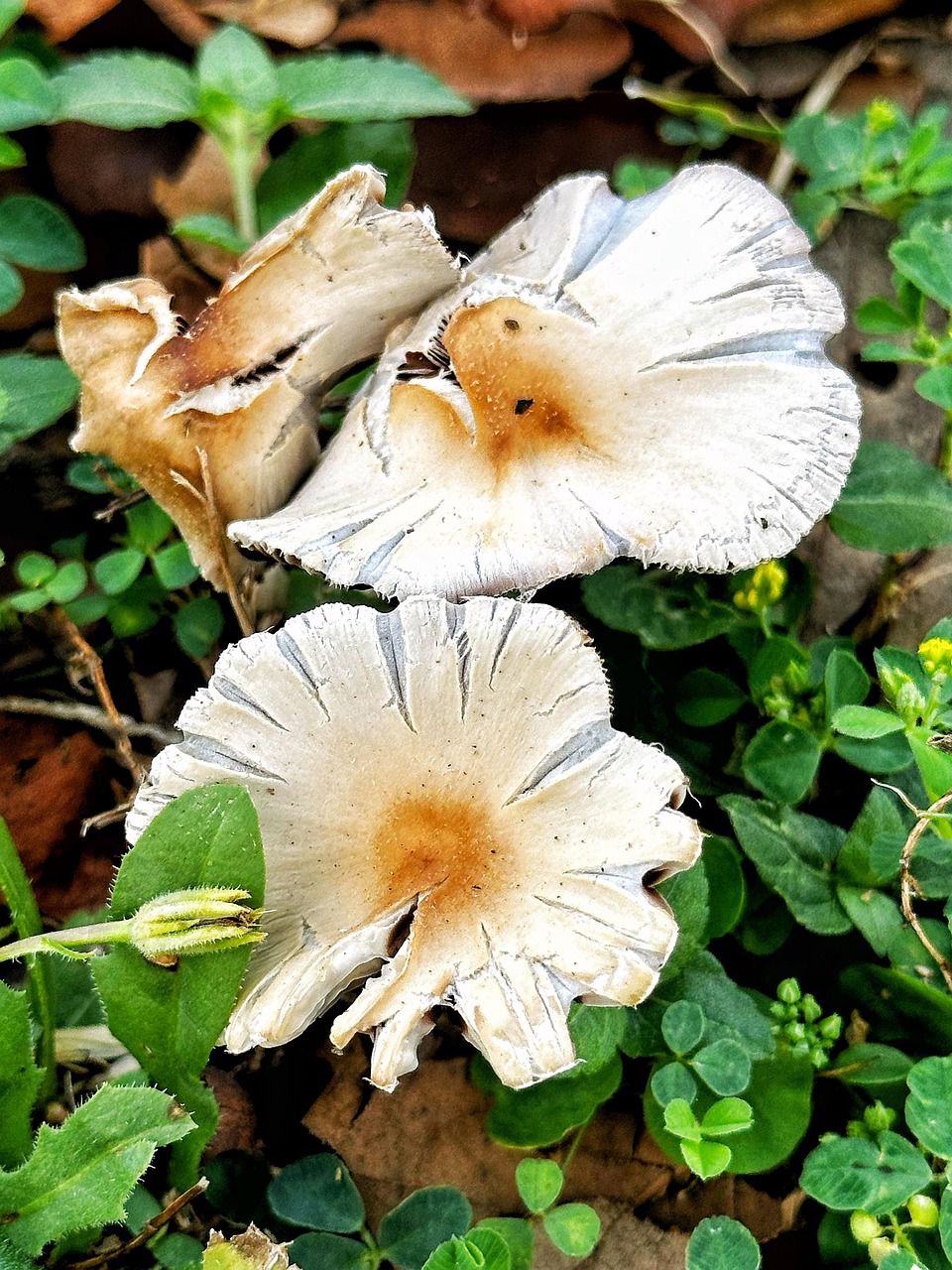 Pale Brittlestem Nature Beige - Free photo on Pixabay - Pixabay