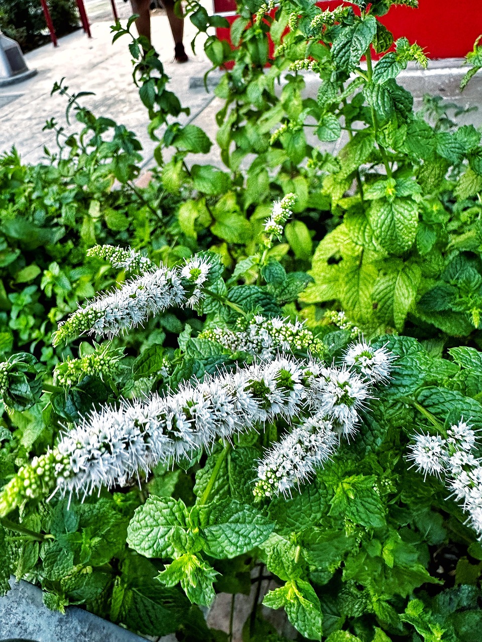 Spearmint Mint Nature - Free photo on Pixabay - Pixabay