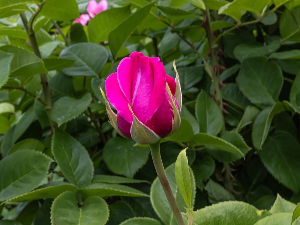 Natur Fotos Rose - Kostenloses Foto auf Pixabay