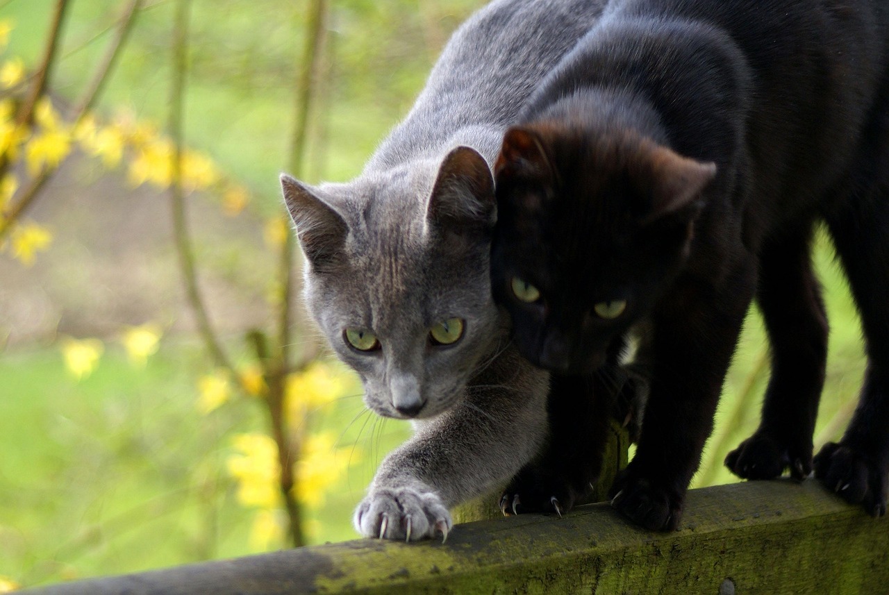 42 746 Imágenes y Fotos de Gatos Gratis [HD] - Pixabay