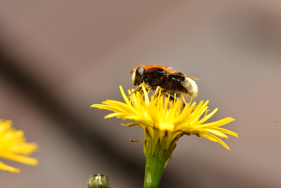 Hover Fly Daffodil Hoverfly Insect Free Photo On Pixabay Pixabay