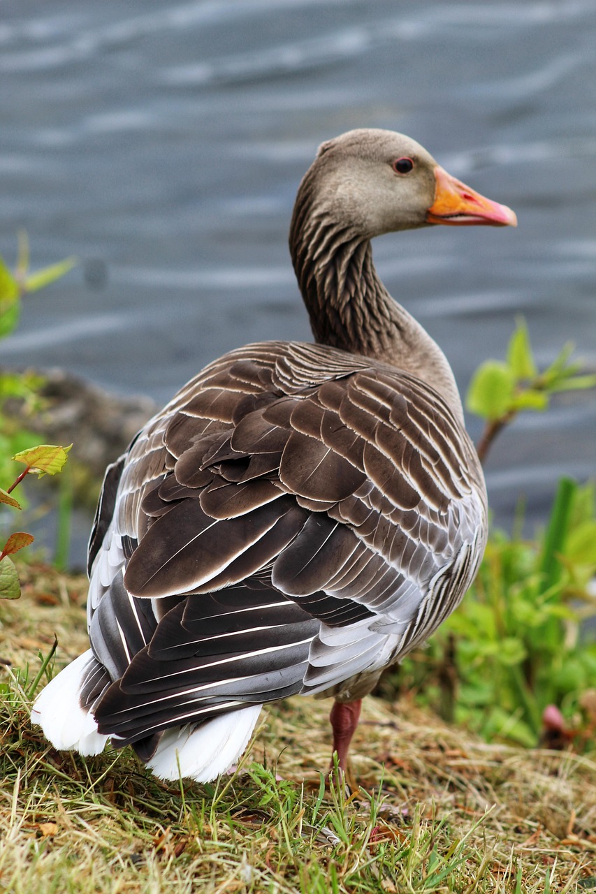 Vogel Gans Federn - Kostenloses Foto auf Pixabay - Pixabay