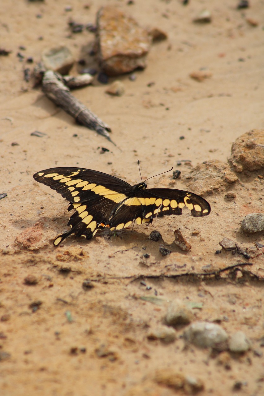 Mariposa Insecto Alas - Foto gratis en Pixabay