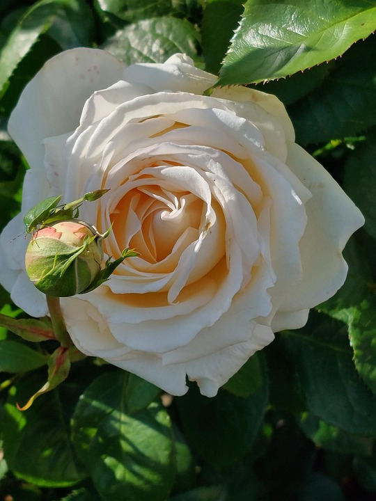 Rose Fleur De Flore - Photo gratuite sur Pixabay - Pixabay