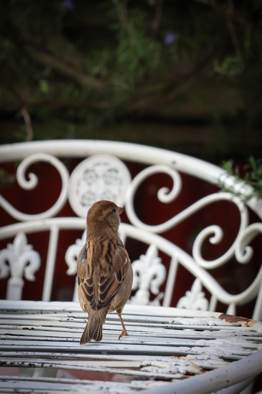 Bird Sparrow Perched - Free photo on Pixabay