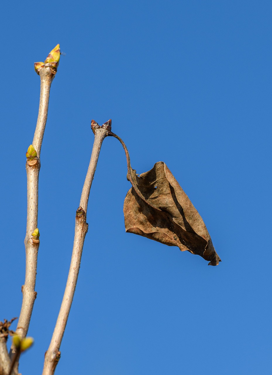 Dry Leaf Branch Bare - Free photo on Pixabay - Pixabay