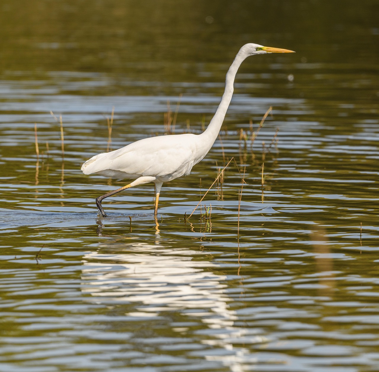 1,000+ Free Egret & Nature Images - Pixabay