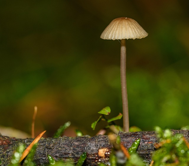 Champignon Petit - Photo gratuite sur Pixabay - Pixabay