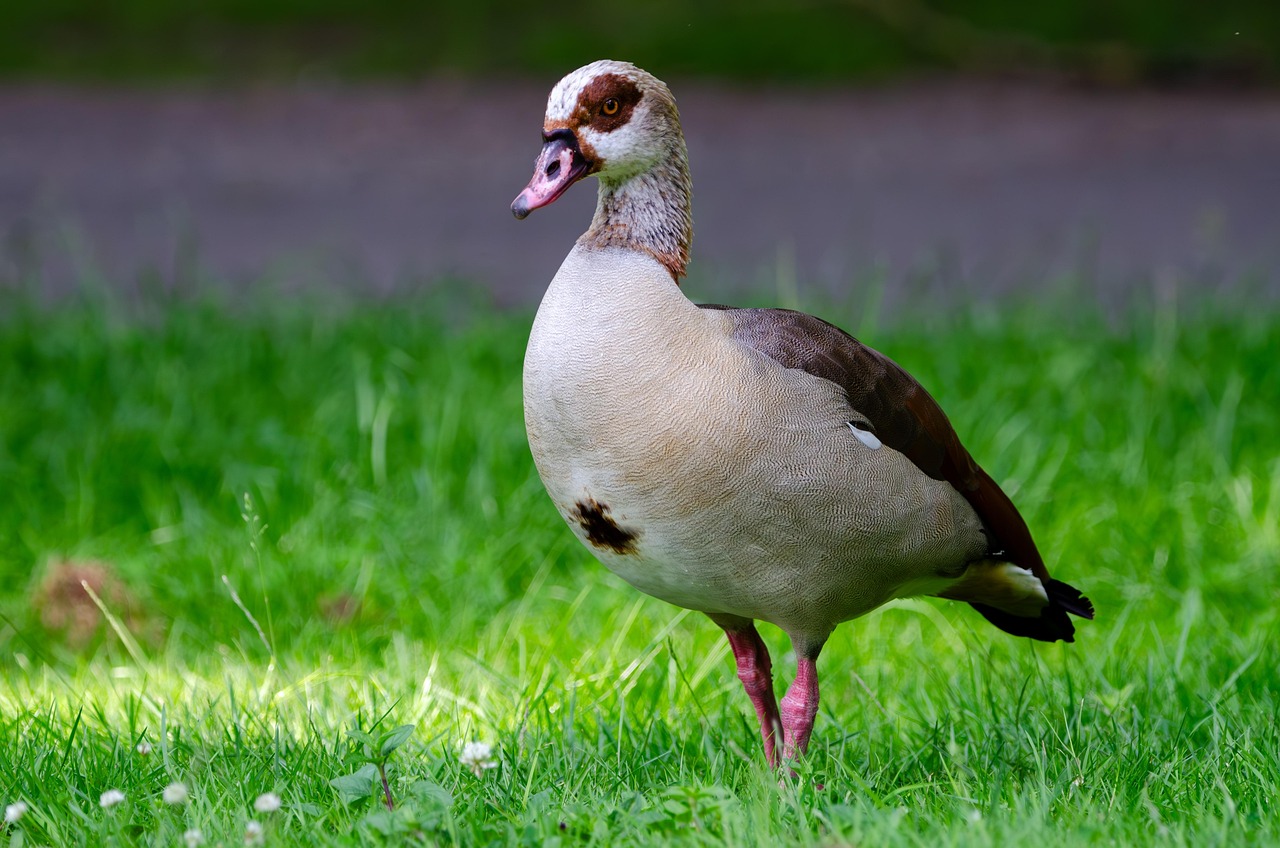 Egyptian Goose Bird - Free photo on Pixabay