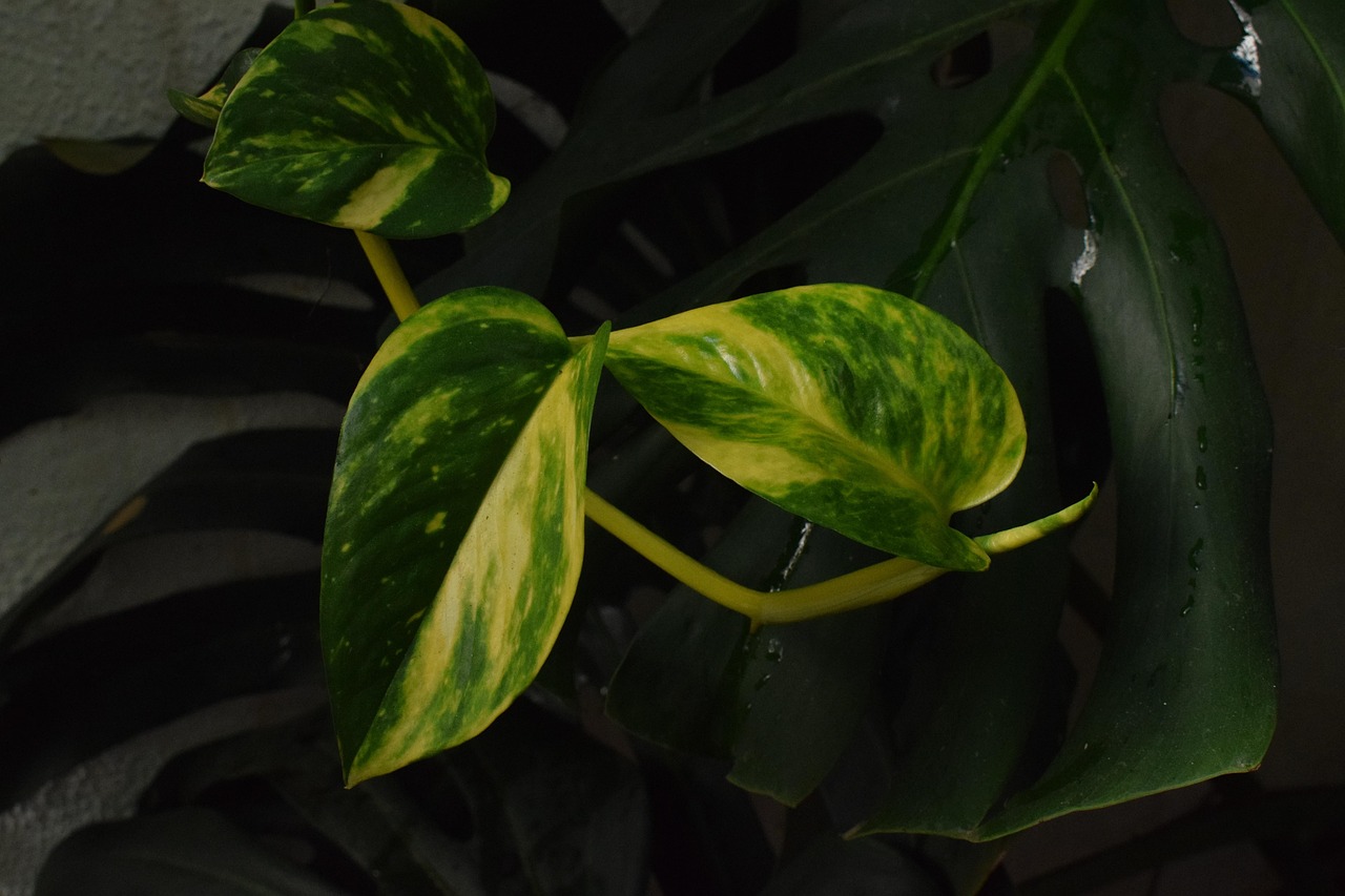 Plant Nature Art - Free photo on Pixabay
