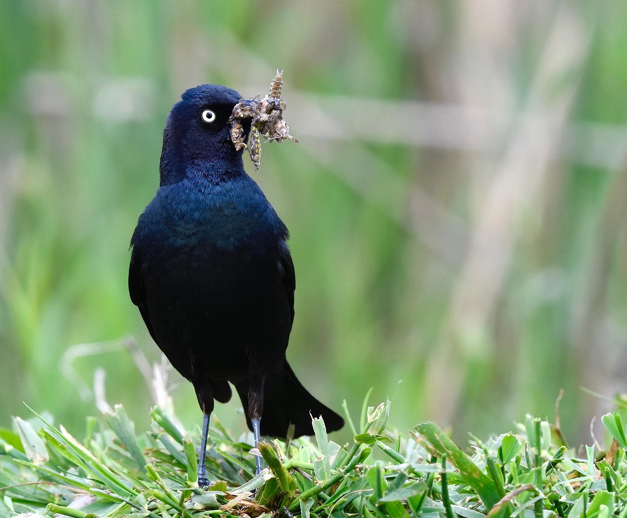 Pájaro Mirlo Animal Fauna - Foto gratis en Pixabay - Pixabay