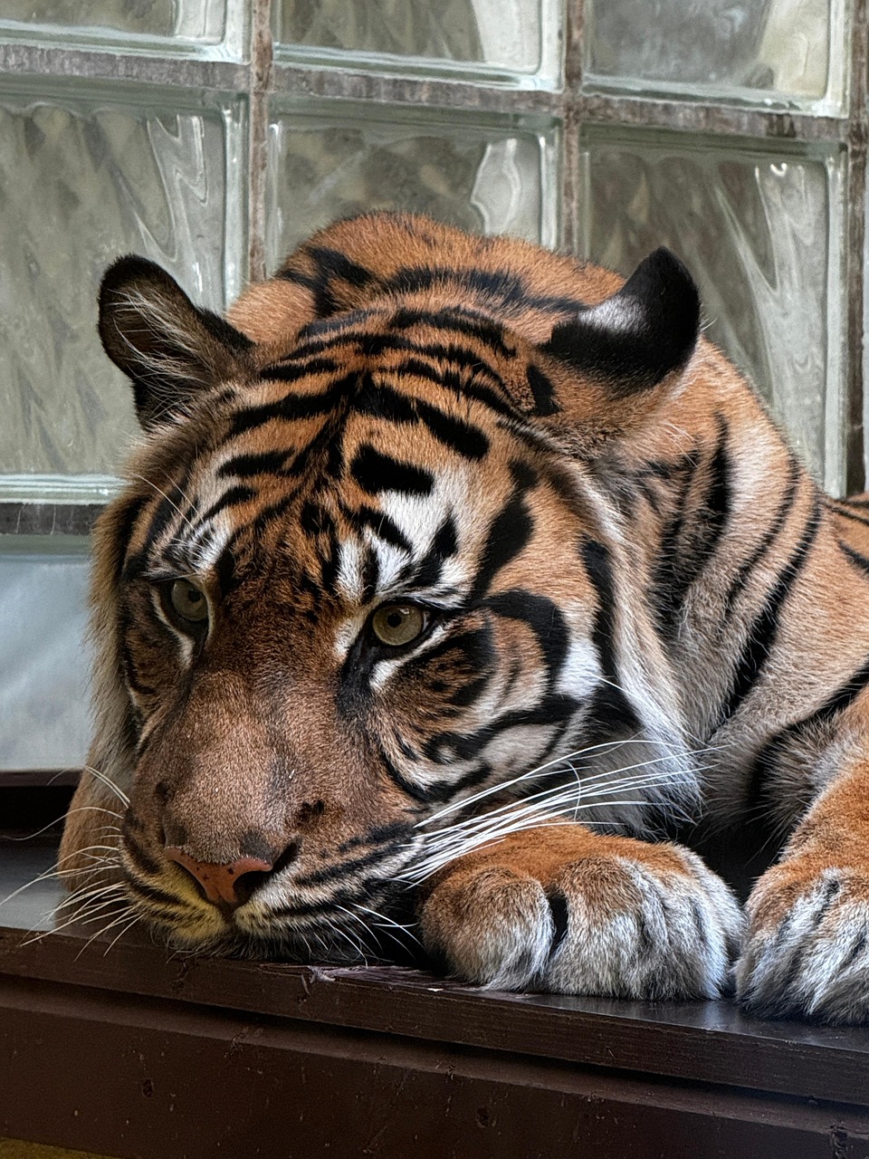 Tiger Animal Nature - Free photo on Pixabay