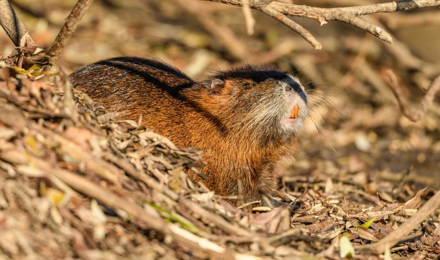 Coypu Nutria Rodent Myocastor - Free photo on Pixabay