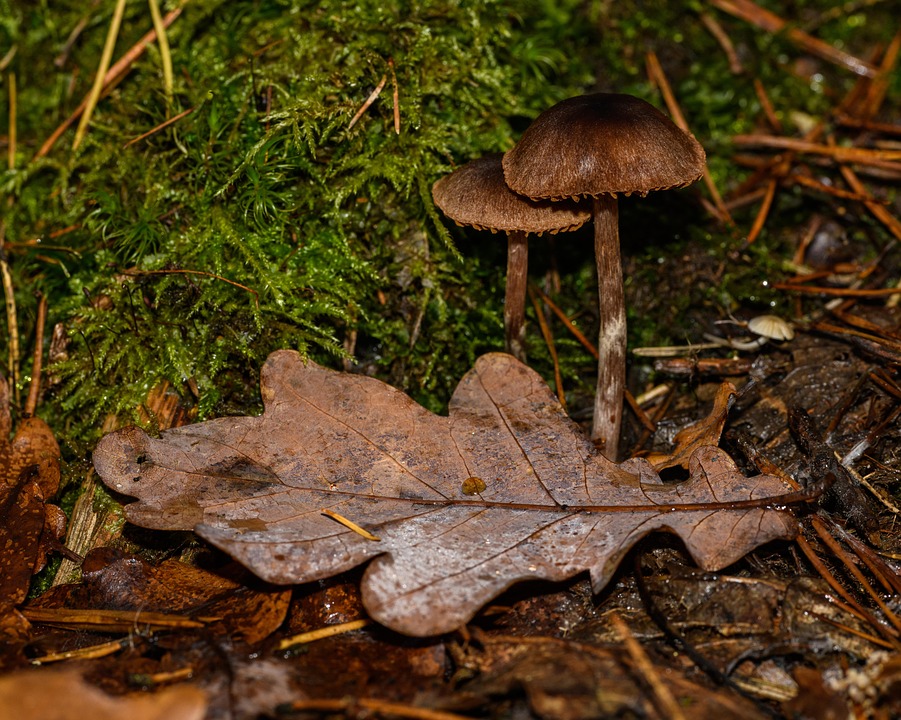 Mushrooms Small Caps - Free photo on Pixabay - Pixabay