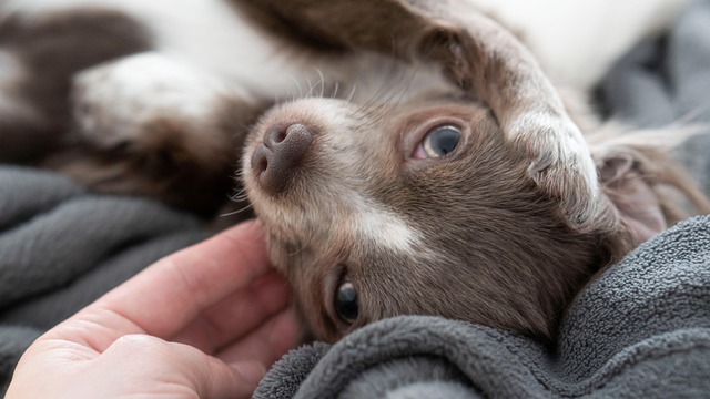 Perro Chihuahua Color Café - Foto gratis en Pixabay