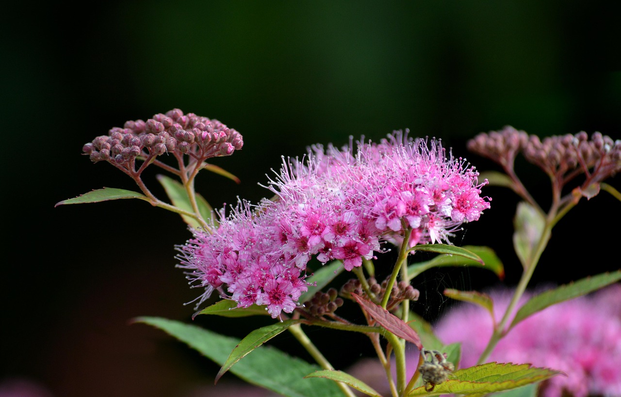 Padang Rumput Manis Jepang Bunga - Foto gratis di Pixabay - Pixabay