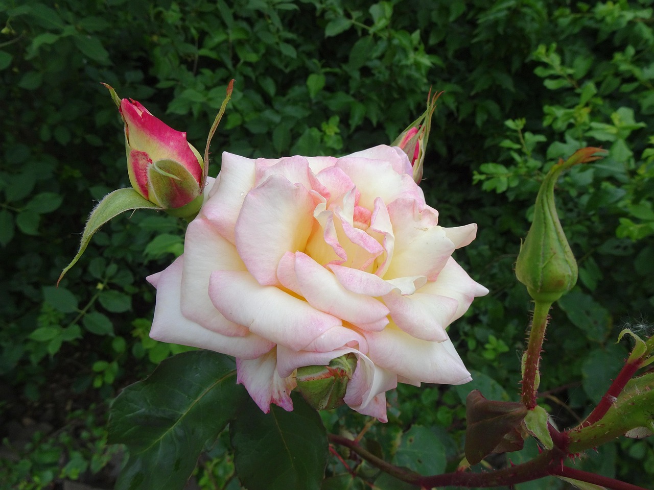 Blossom Bloom Rose - Free photo on Pixabay - Pixabay