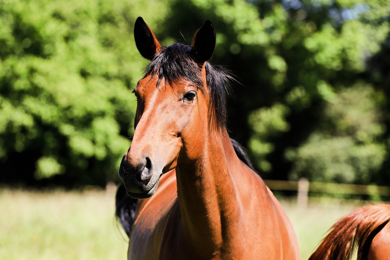 Horse Animal Mammal - Free photo on Pixabay