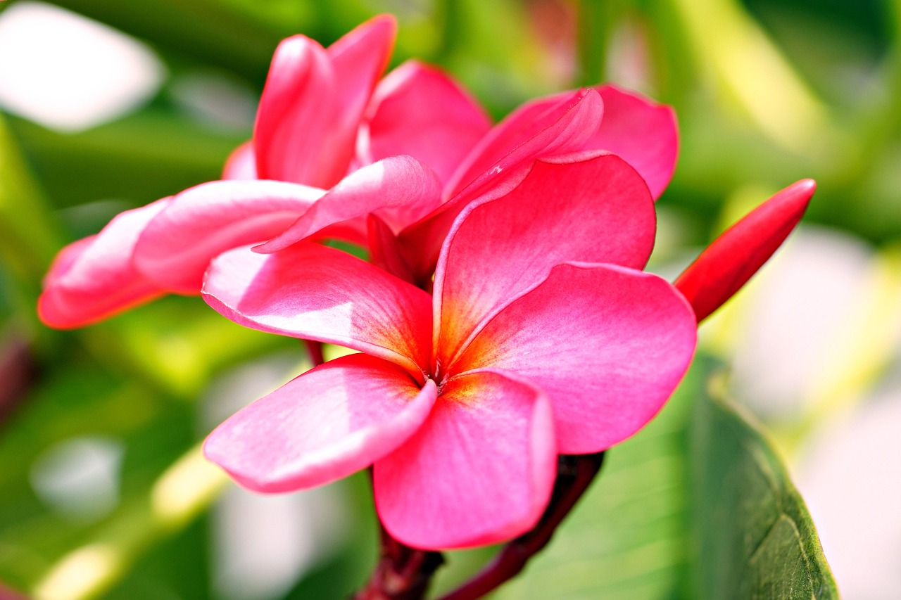 Flower Frangipani Bloom - Free photo on Pixabay - Pixabay