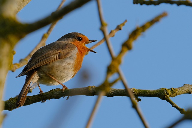 Rouge-Gorge Oiseau Animal - Photo gratuite sur Pixabay - Pixabay