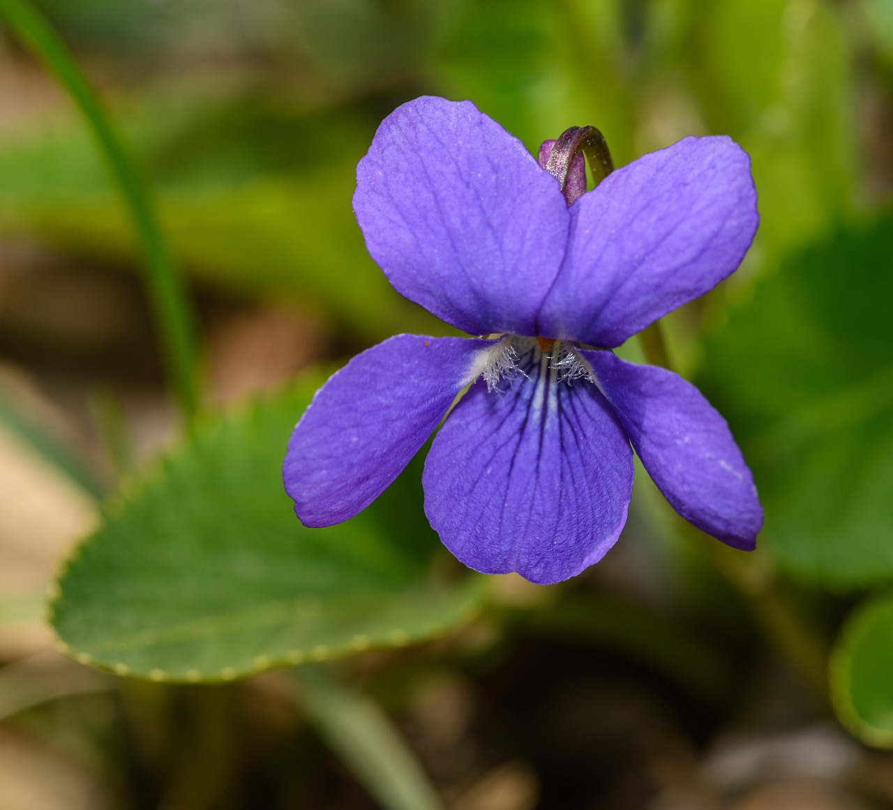 Flor Tolet Violeta De Madeira - Foto gratuita no Pixabay - Pixabay