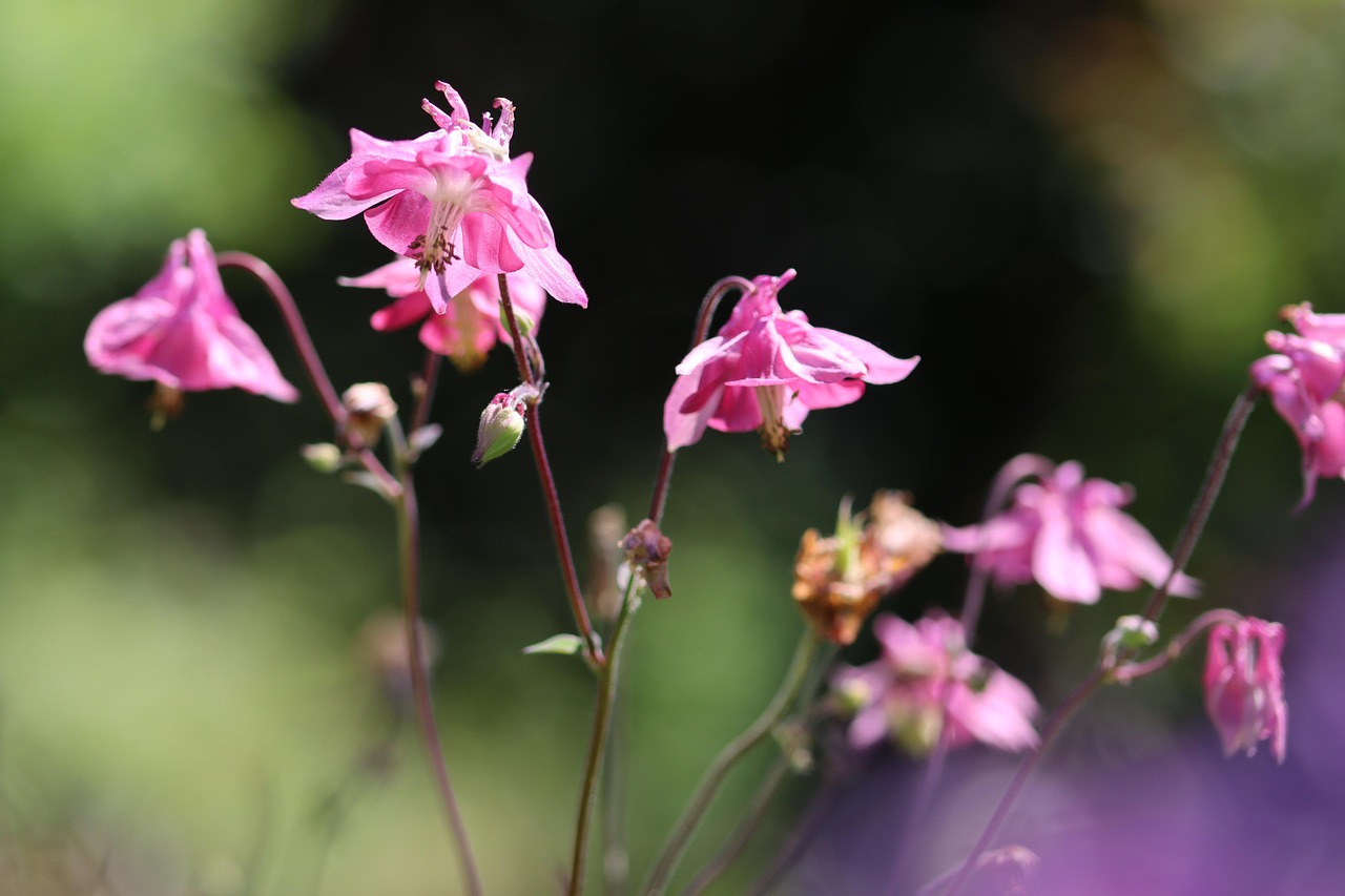 Columbia Flower Blossom - Free photo on Pixabay - Pixabay
