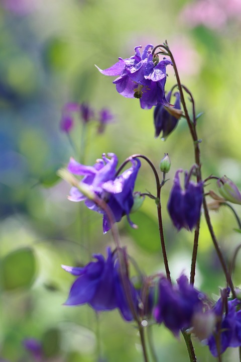 Columbia Nature Flower - Free photo on Pixabay - Pixabay