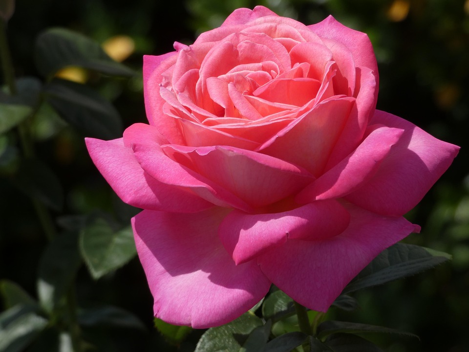 Pinke Rose Blume - Kostenloses Foto auf Pixabay - Pixabay