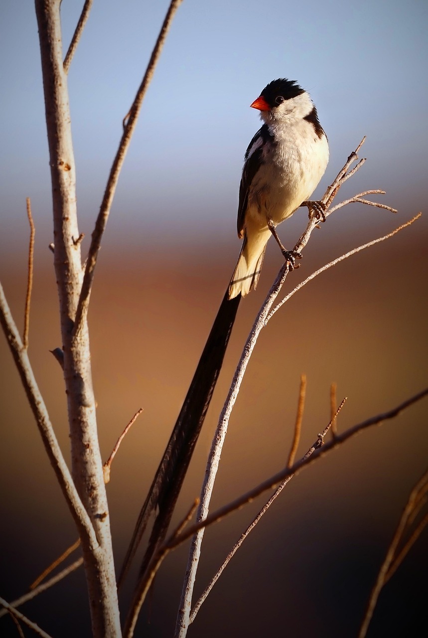 Pen-Tailed Whydah Bird Ornithology - Free photo on Pixabay
