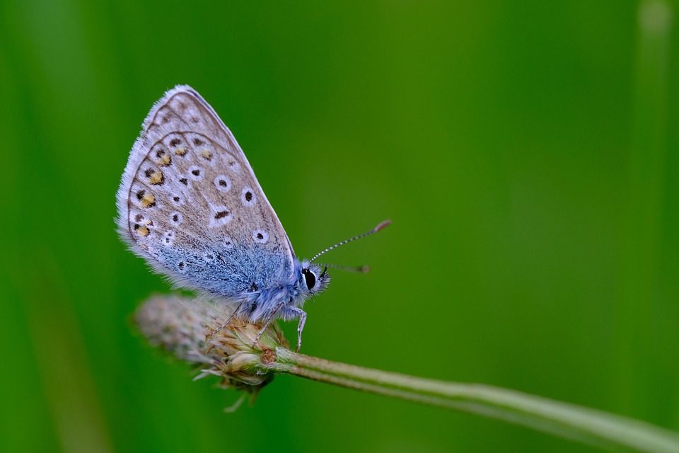 Blue Butterfly Insect - Free photo on Pixabay - Pixabay