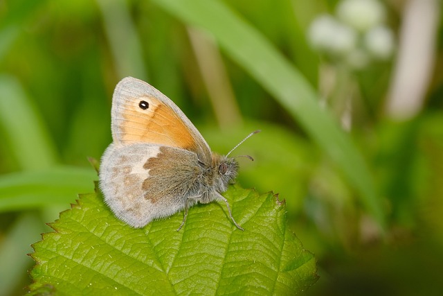 Small Heath Butterfly - Free photo on Pixabay - Pixabay