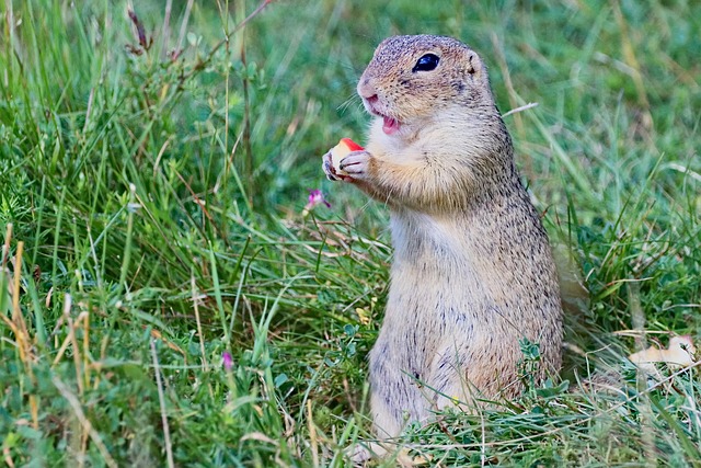 Esquilo Terrestre Animal Mamífero - Foto gratuita no Pixabay