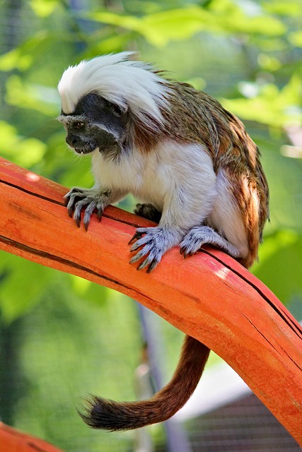 Animal Macaco Mamífero Filhote De - Foto gratuita no Pixabay - Pixabay