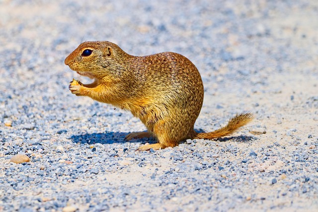Animal Ground Squirrel Mammal - Free photo on Pixabay - Pixabay