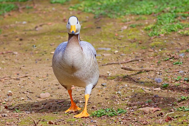 Bird Goose Ornithology - Free photo on Pixabay